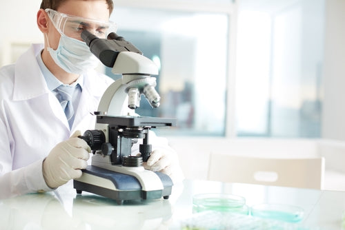 The Basics of Microscope Magnification: Everything You Need to Know ...