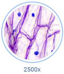 40X-2500X LED Binocular Compound Microscope with 3D Stage, 5MP Digital# ...