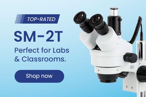 The Basics of Microscope Magnification: Everything You Need to Know ...