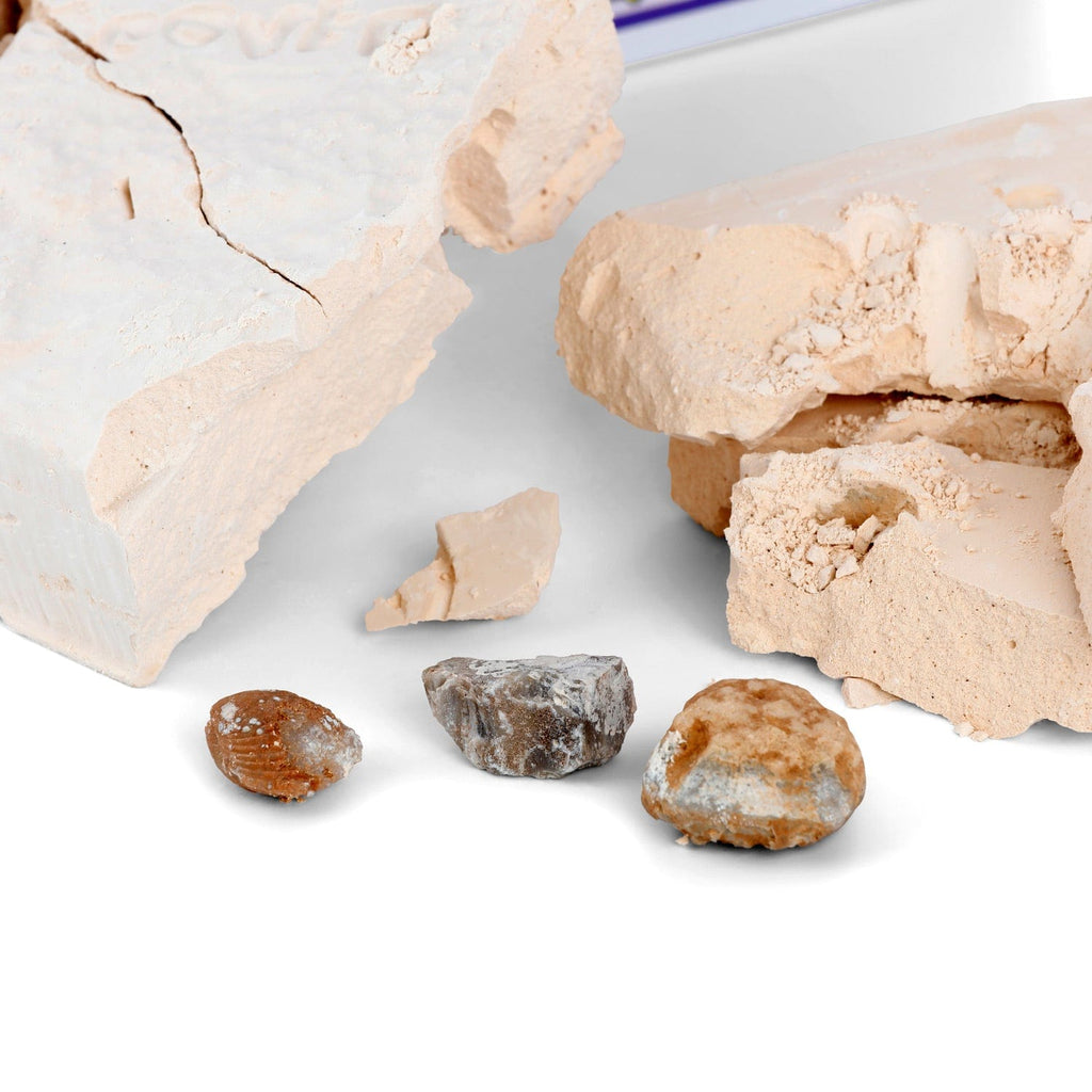 AmScope Kid's Natural Gemstone Exploration Kit