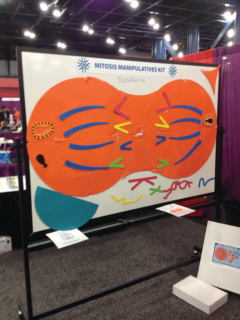 United Scientific Mitosis Manipulatives Kit – AmScope